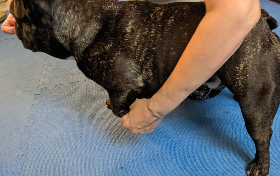 Stretch your dog out - 2 Minute Trainer