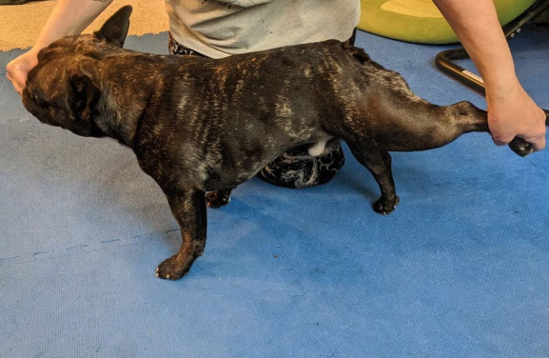 Stretch your dog out - 2 Minute Trainer