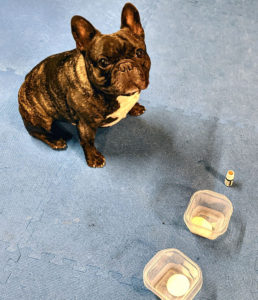Find It! Dog Game - 2 Minute Trainer