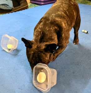 Find It! Dog Game - 2 Minute Trainer