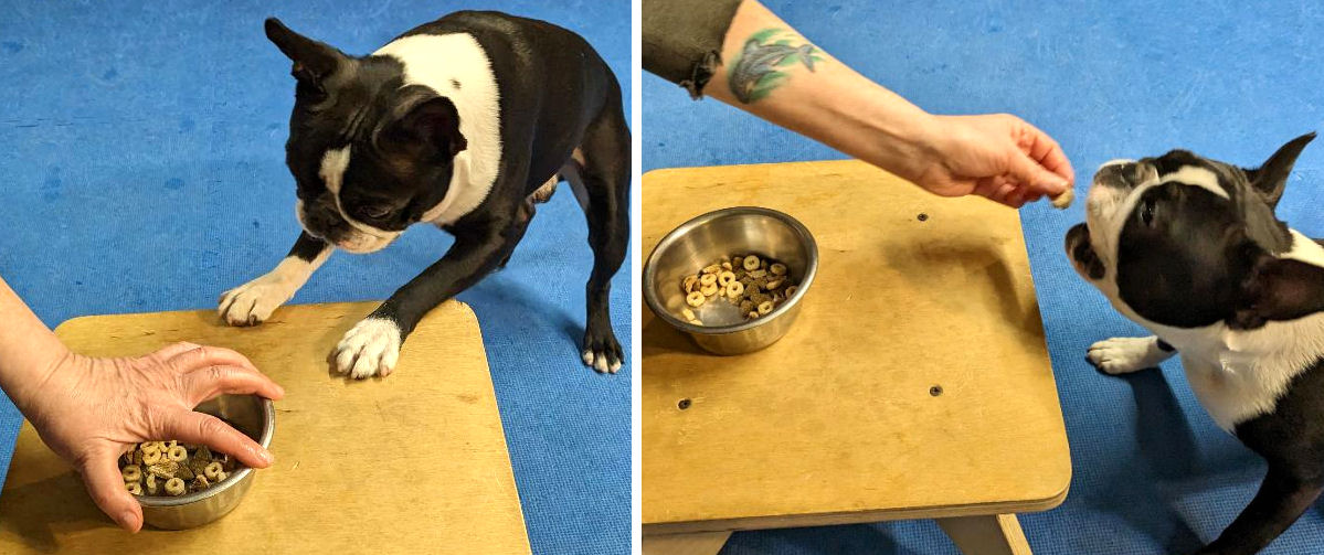 Training Game: Teach your dog "Off!" - 2 Minute Trainer