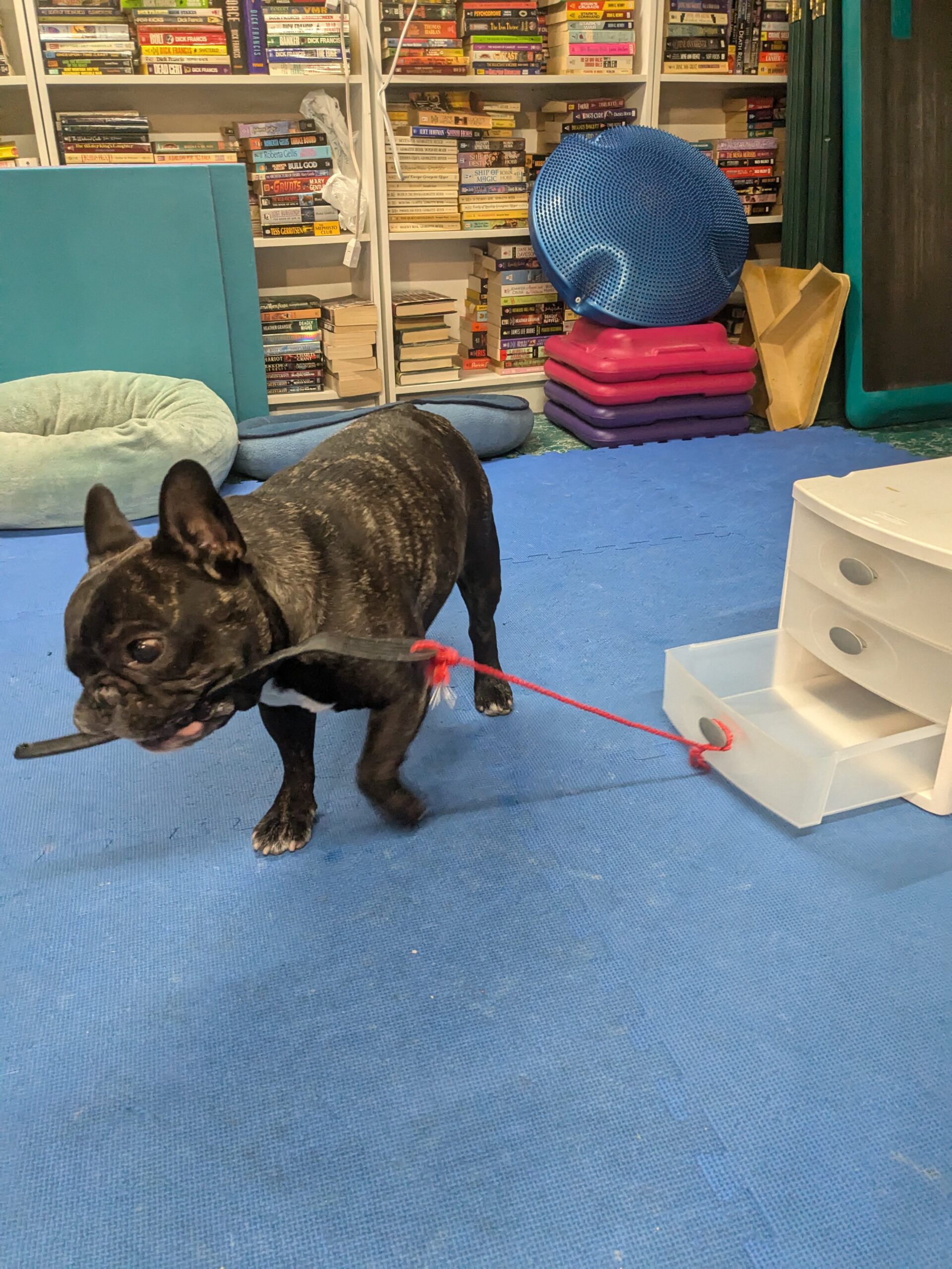 2 Minute Trainer - Fast and fun dog training!